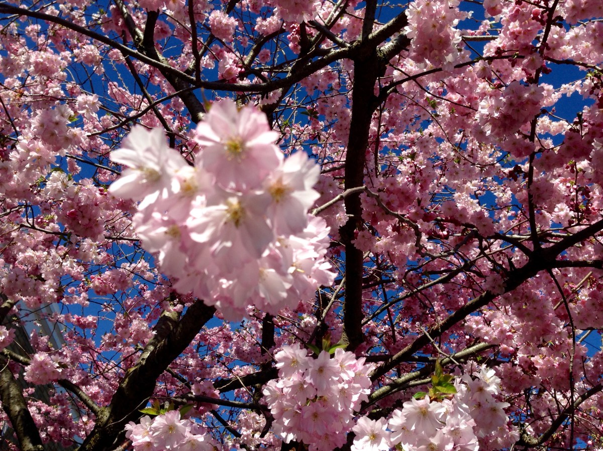 WALK 49 : SCOTLAND: FROM LOCHGILPHEAD via Tayvallich, Achnamara ...